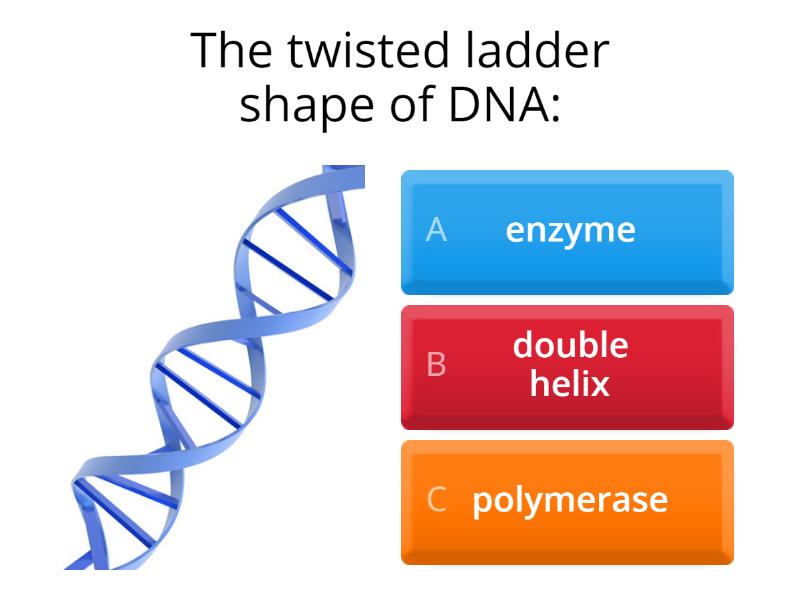DNA Replication Review - Quiz