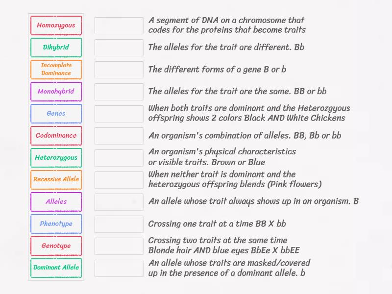 Genetics Vocabulary - Match up