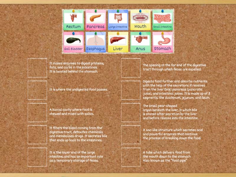 The Digestive System - Match up