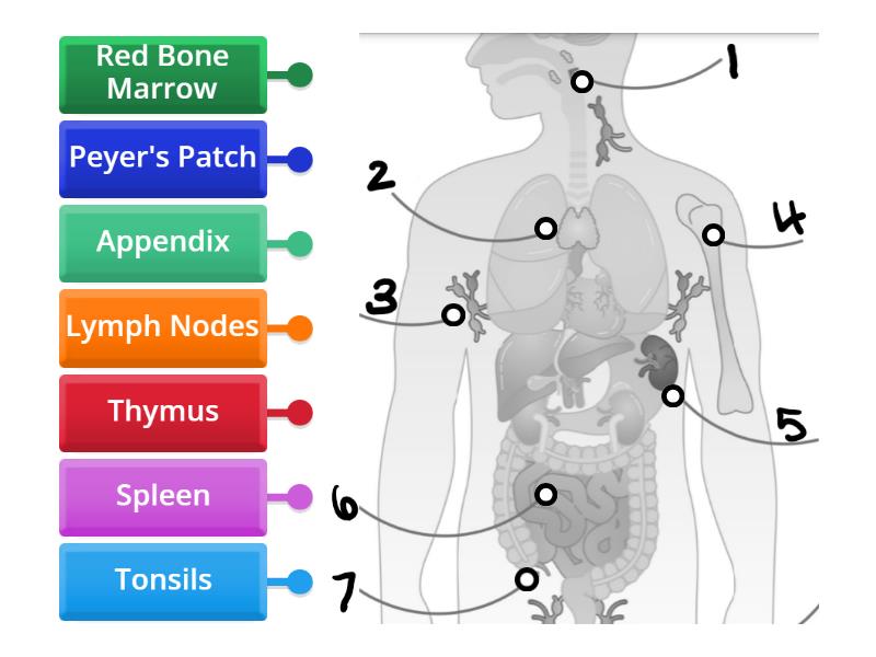 Lymphatic System Diagram - Labelled diagram