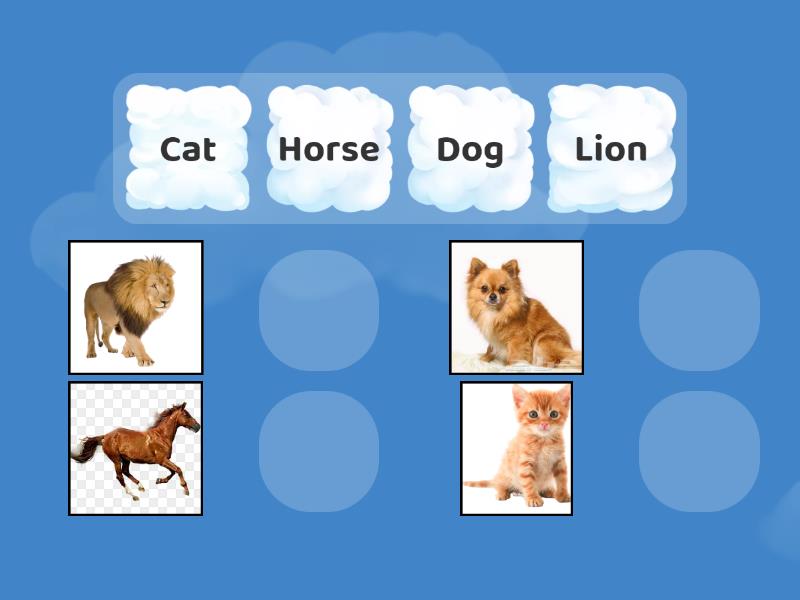 play with animals - Match up