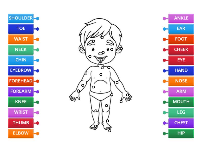 BODY PARTS - Labelled diagram