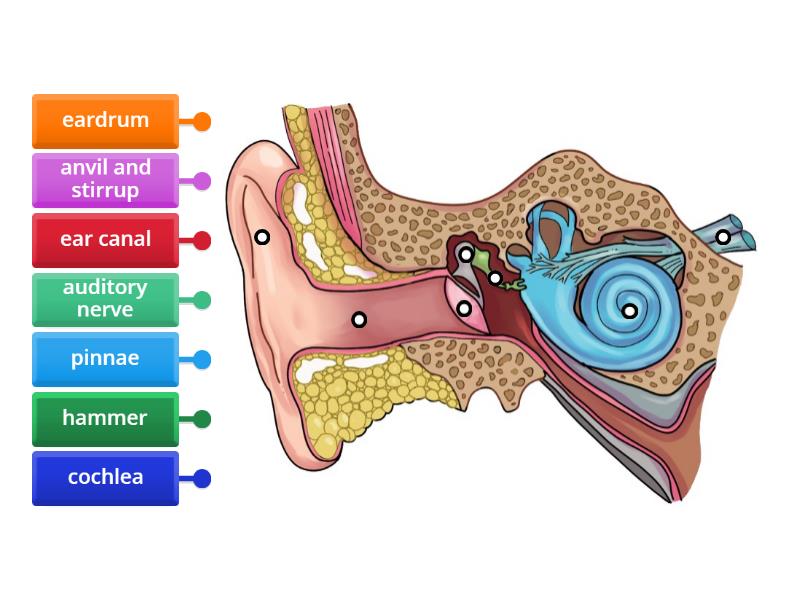 Label the Ear - Labelled diagram