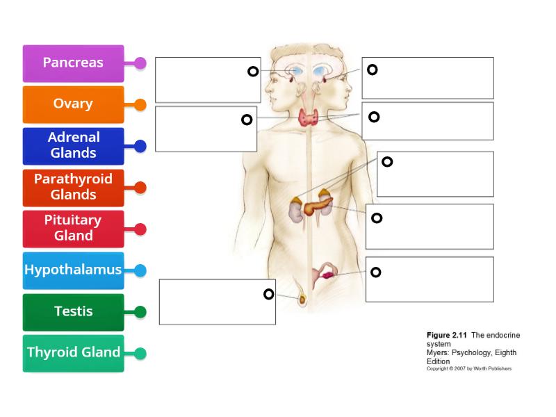 ks Endocrine System - Labelled diagram