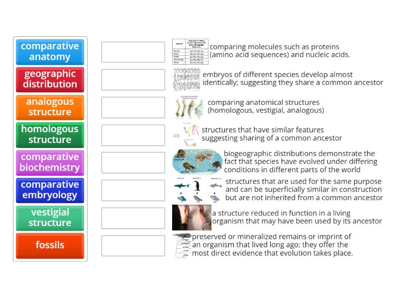 Evidence of Evolution Review - Match up