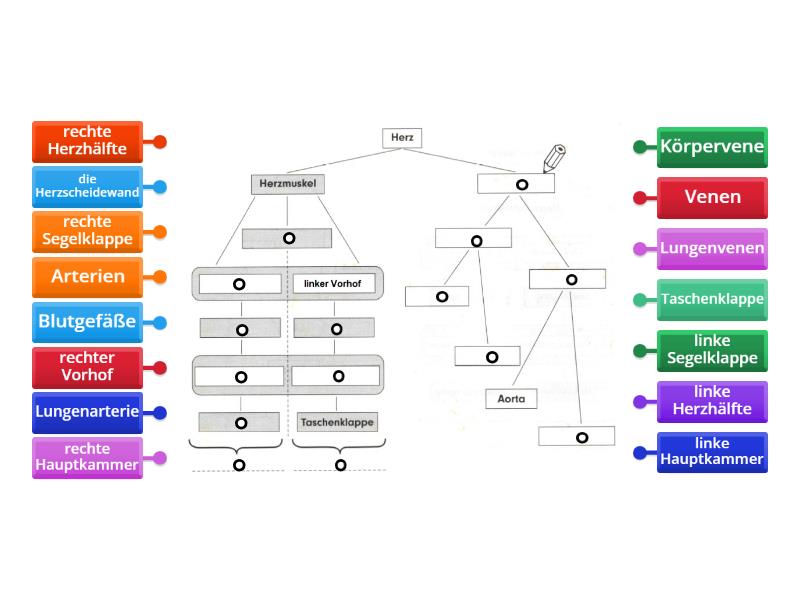 Strukturdiagramm des Herzens - Beschriftetes Diagramm