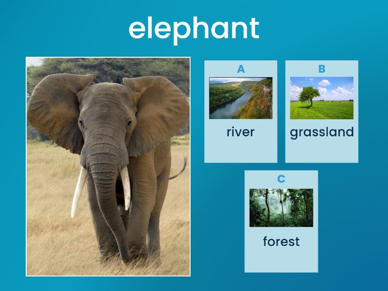 What Habitat? - Quiz