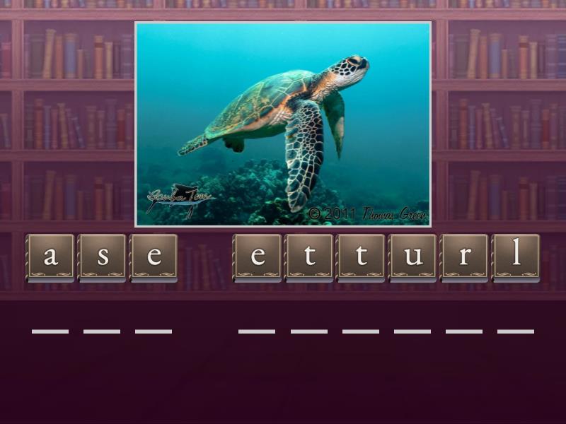 S2_Sea Animals - Anagrama