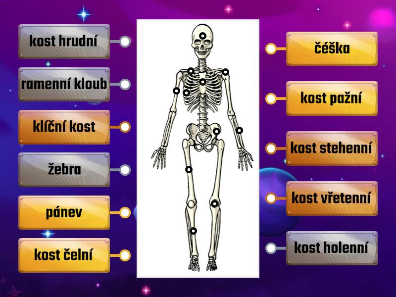 PŘ: Kosterní soustava - přední strana - Označený diagram