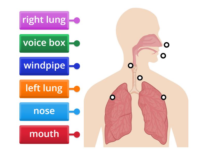 Respiratory System Labelling - Labelled diagram