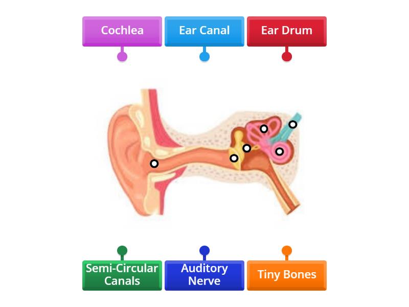 Parts of the ear - Labelled diagram