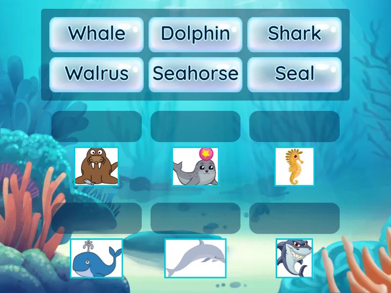 Sea Animals - Match up