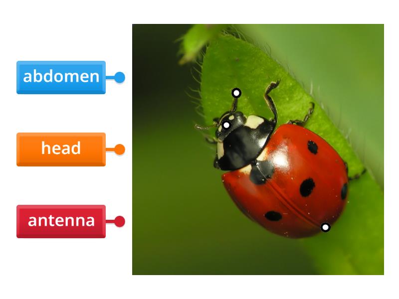 Ladybug Diagram - Labelled diagram