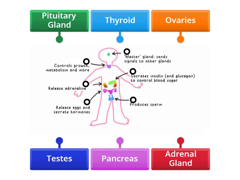 Glands - Labelled diagram