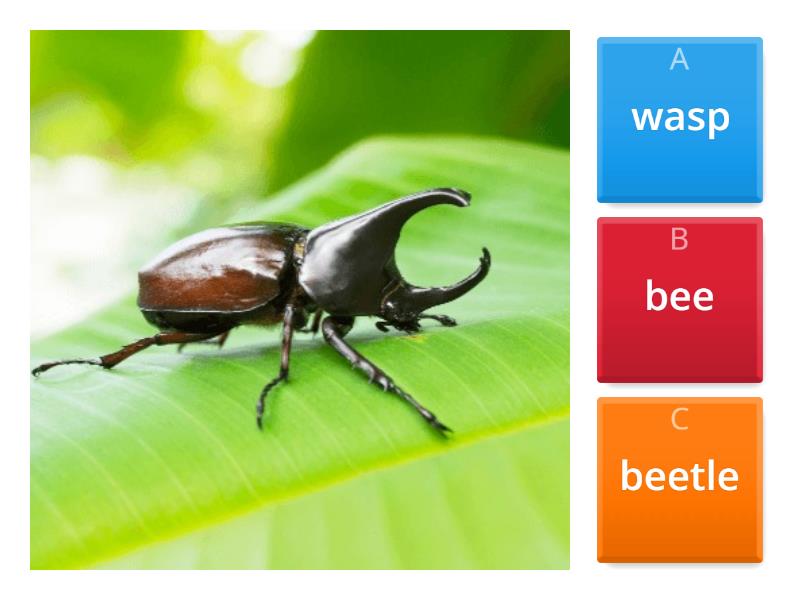 Identify the insect - Quiz
