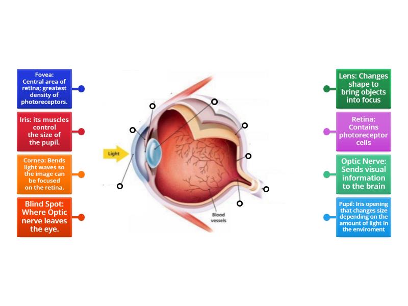Eye Anantomy - Labelled diagram