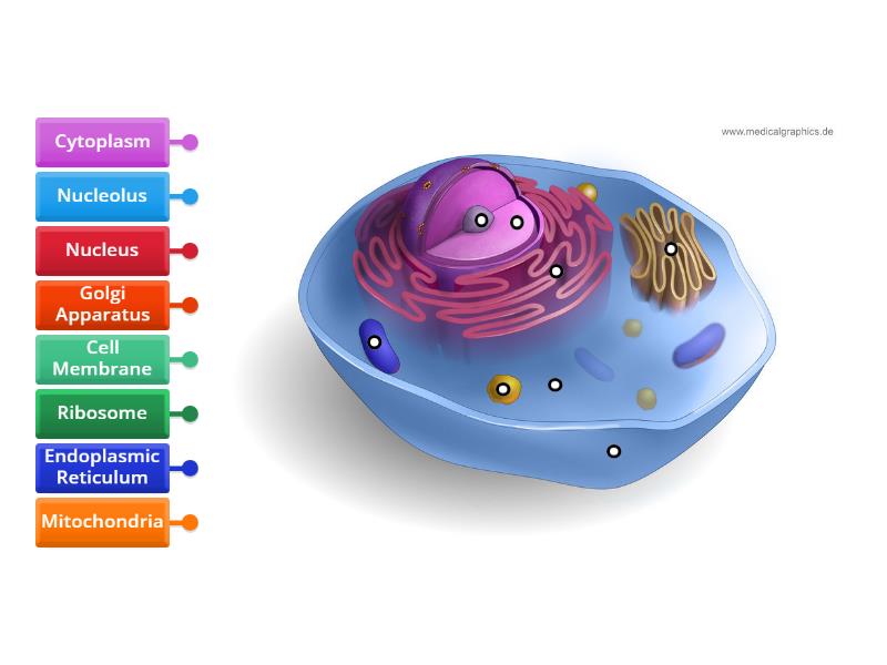 Label a Human Cell - Labelled diagram