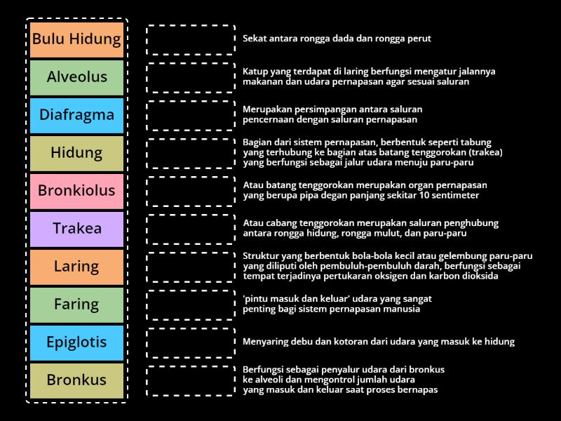 PERNAPASAN - Match up