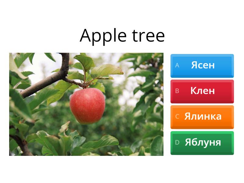 Types of trees - Quiz
