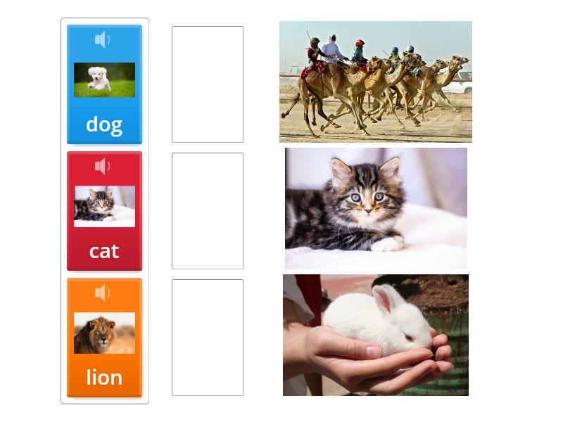 animals identification - Match up