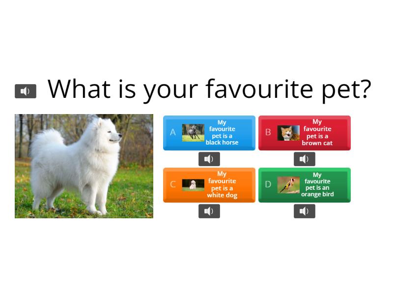 - What is your favourite pet? - Quiz