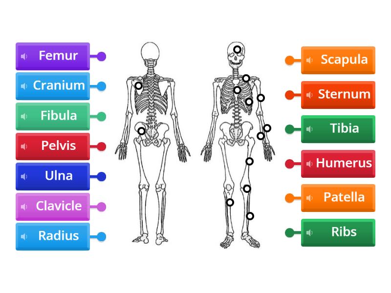 SCIENCE 7TH. Skeletal system - Bones (REVIEW) - Labelled diagram