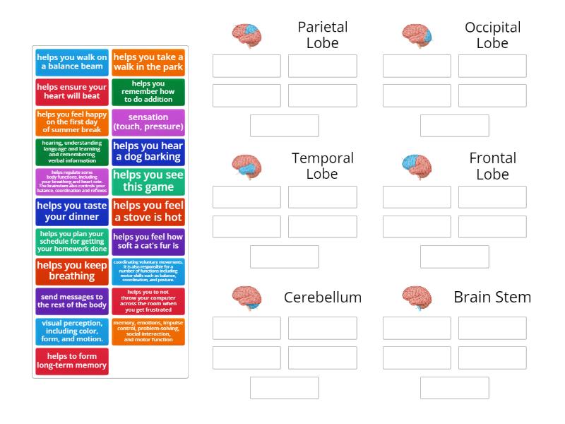 Parts of the Brain & Their Functions - Group sort