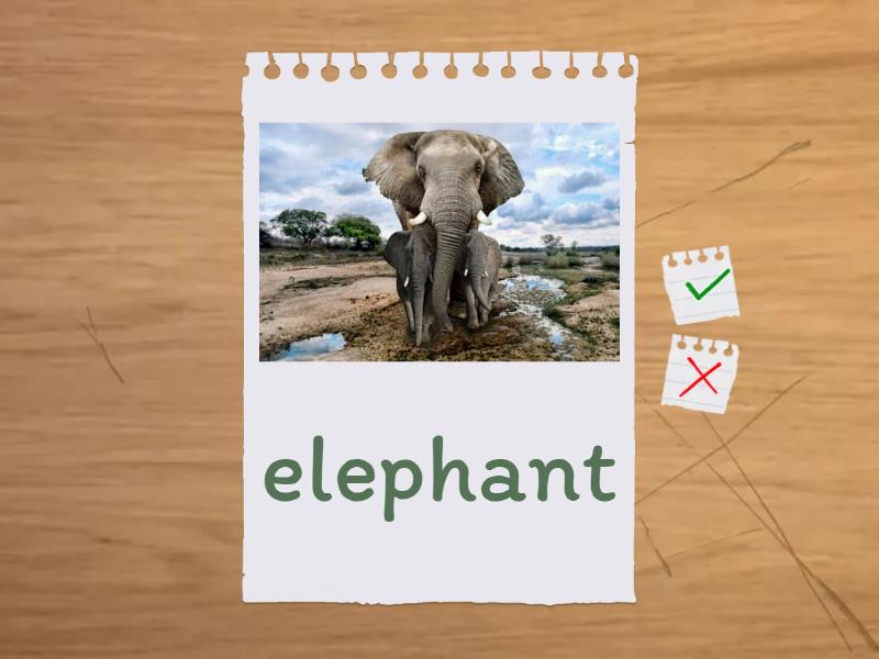 A1. Indefinite Articles "an and a" - Flash cards