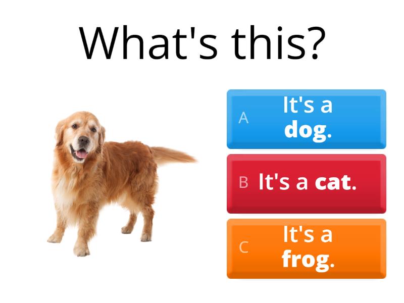 Cambridge Starters: Animals Lesson 03 - Quiz