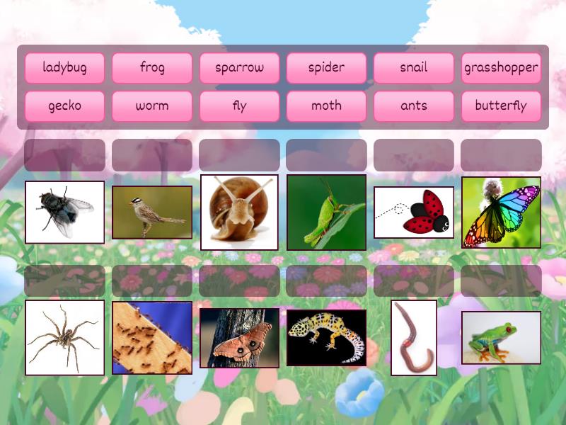 Garden creatures - Match up