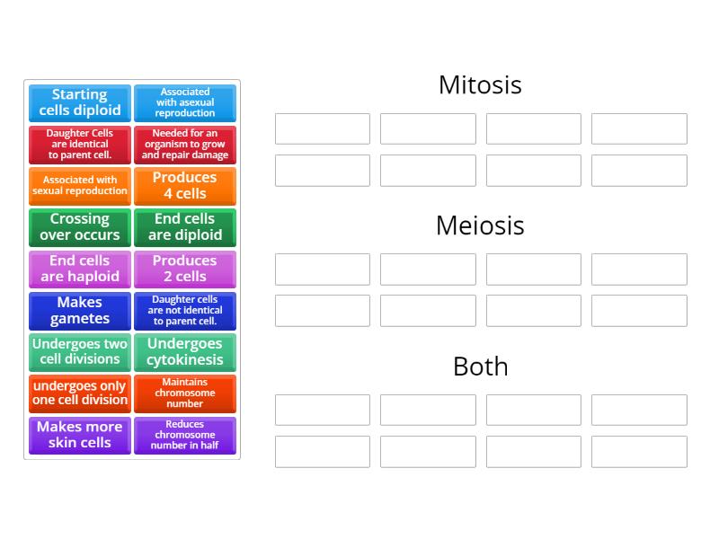 Compare and contrast mitosis and meiosis - Group sort