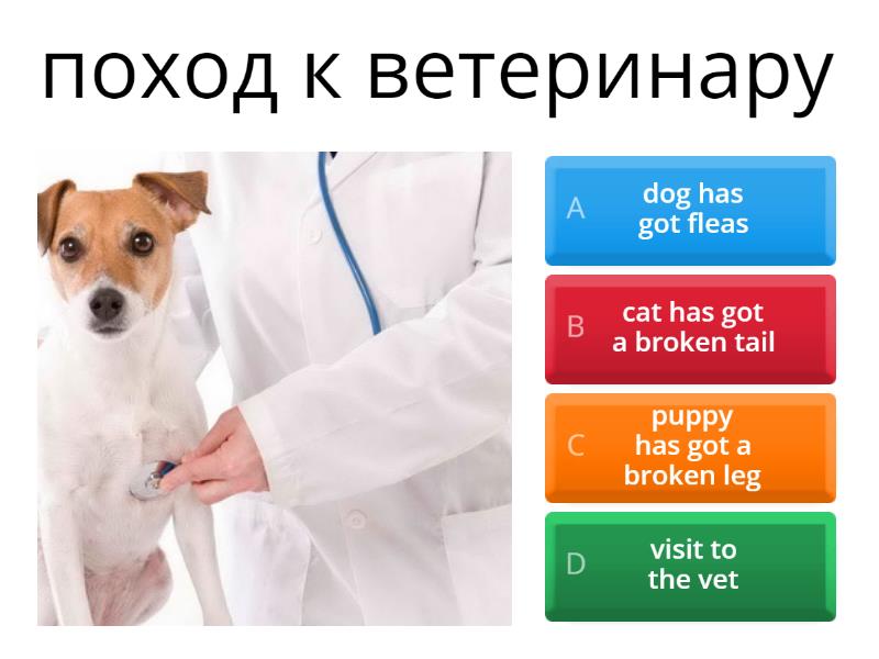 Spotlight 5 animals vet - Quiz