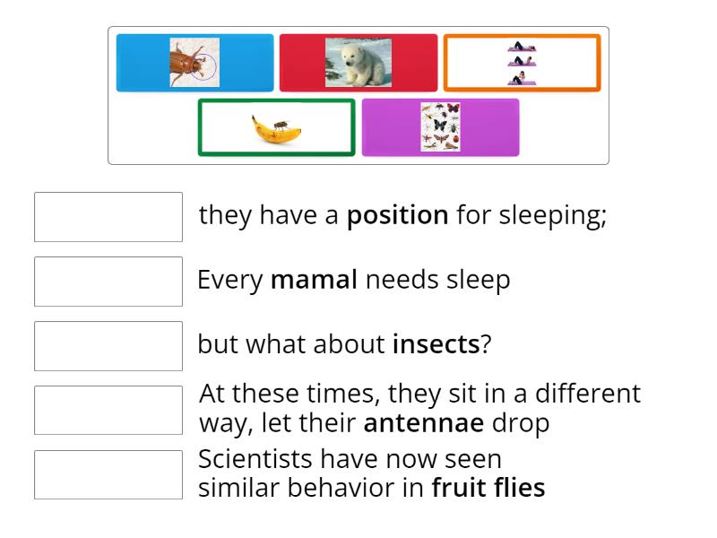 Bug's sleep - Match up