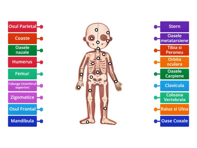 Scheletul - Sistemul Locomotor - Diagram berlabel