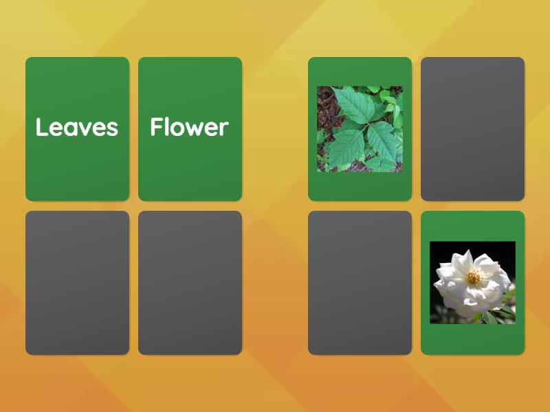Parts of the plants - Matching pairs