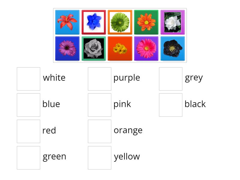 What colour is the flower? - Match up