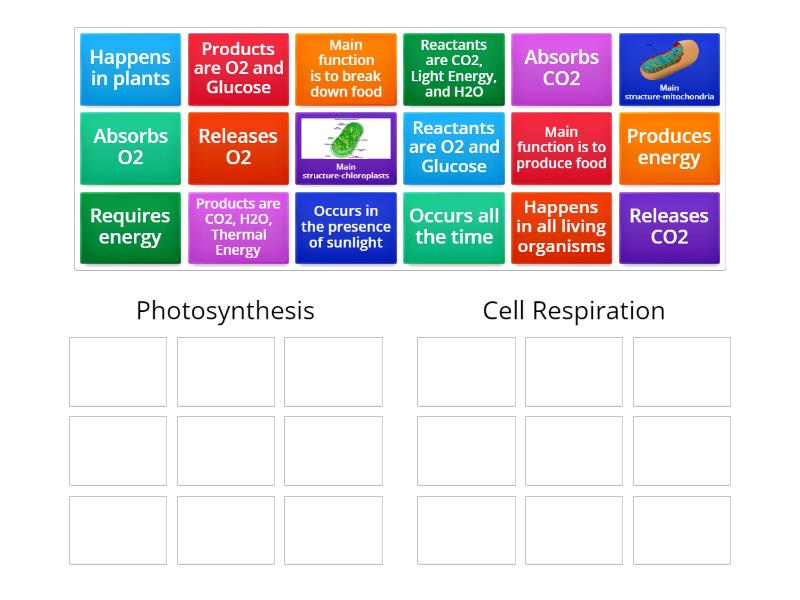 Photosynthesis vs. Cell Respiration- - Group sort