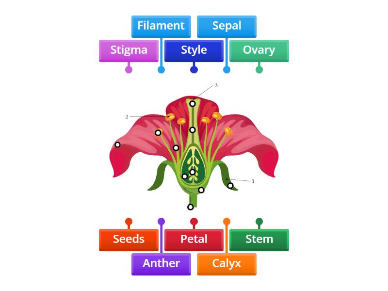 Flower Anatomy - Labelled diagram