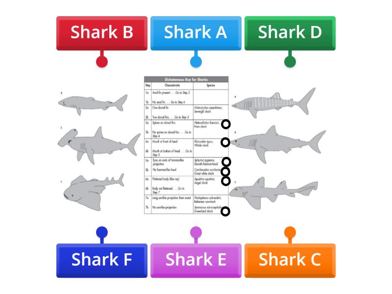 Shark Dichotomous Key - Labelled diagram