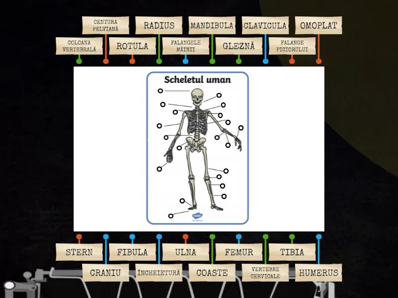 Oasele corpului uman - Labelled diagram