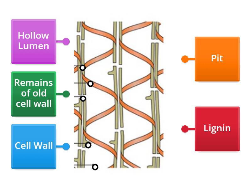 LS of Xylem - Labelled diagram