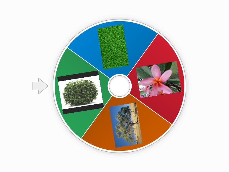 KINDS OF PLANTS - Spin the wheel