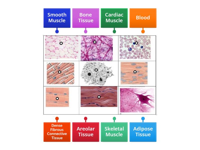 Tissue Identification #1 - Labelled diagram