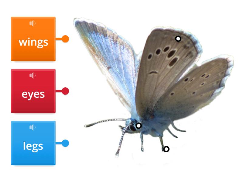 Parts of the body: The butterfly - Labelled diagram