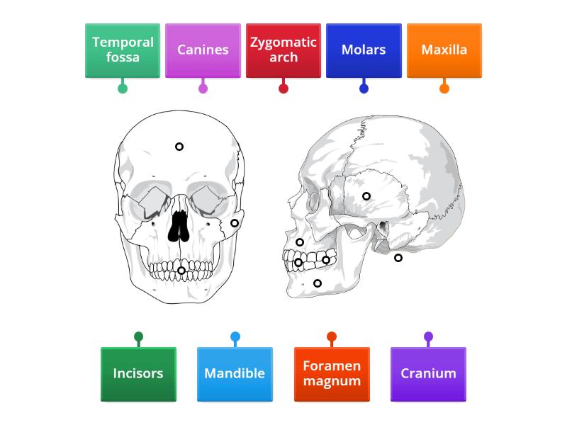 13 Bio - Label The Human Skull - Labelled diagram