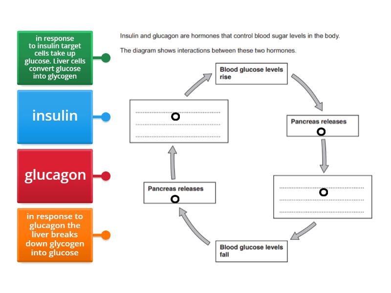 Blood glucose concentration control by glucagon and insulin - Labelled diagram