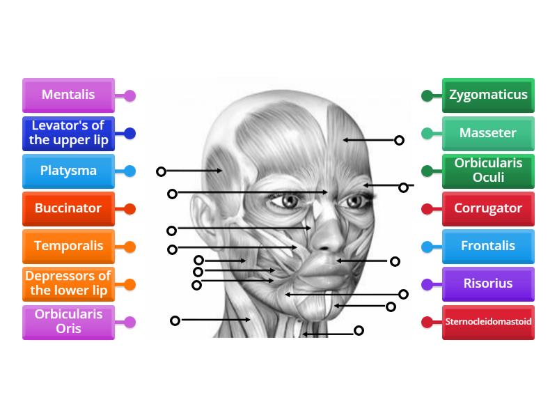 Muscles of the Face - Labelled diagram