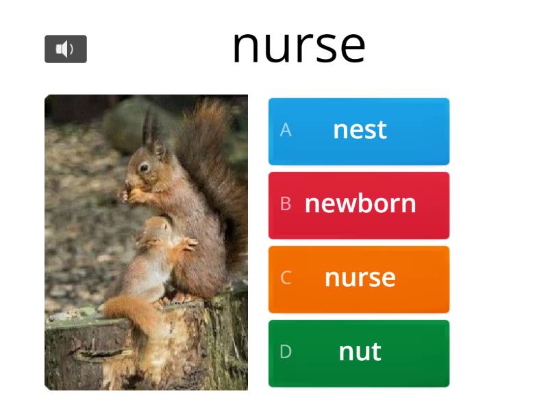 Baby squirrels - Quiz