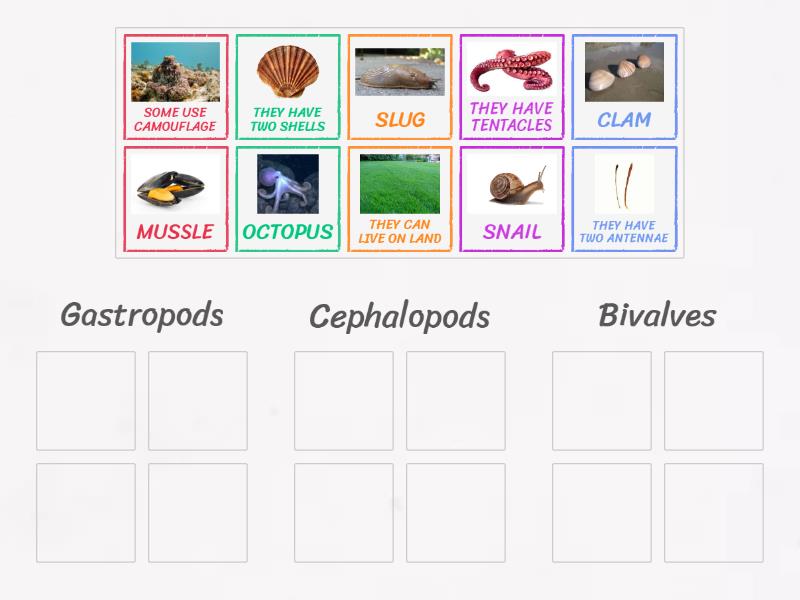 Classify the molluscs - Group sort