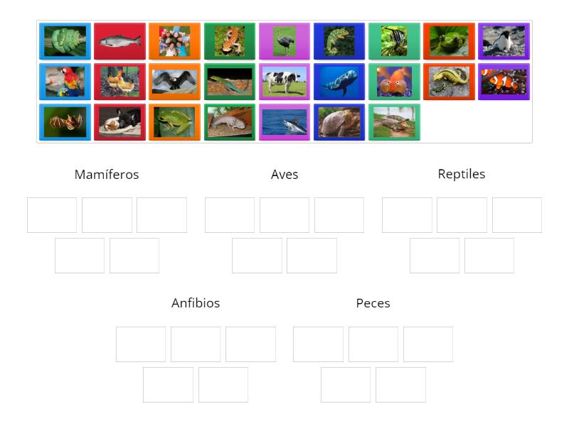 Animales vertebrados - Group sort
